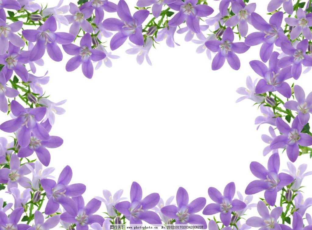 紫色花框图片_花边花纹_背景底纹-图行天下素材网